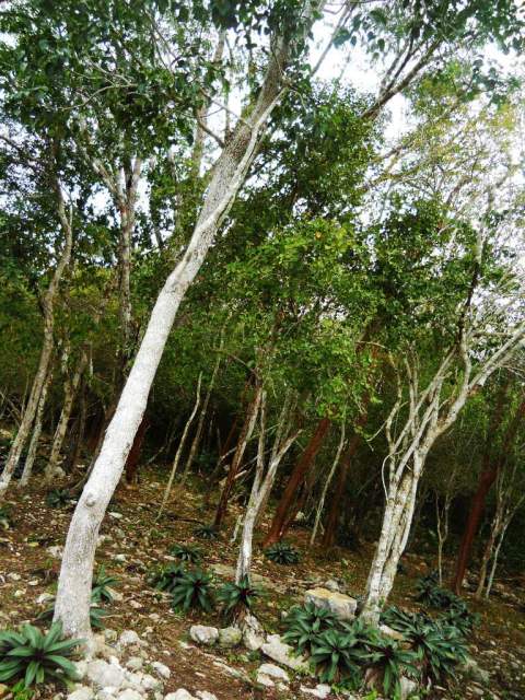 MAYAN MYTHOLOGY: THE CHECHEN TREE