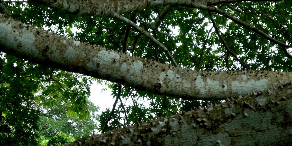 MAYAN MYTHOLOGY: THE SEDUCTIVE XTABAY